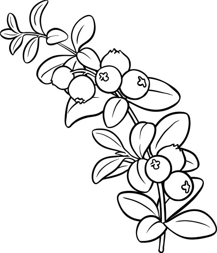 Cranberry branch isolated outline Royalty Free Vector Image