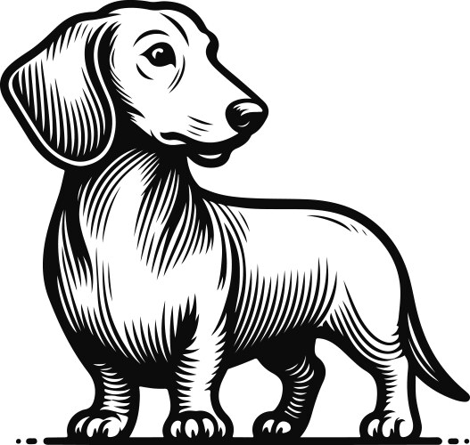 Line art dachshund dog continuous drawing Vector Image