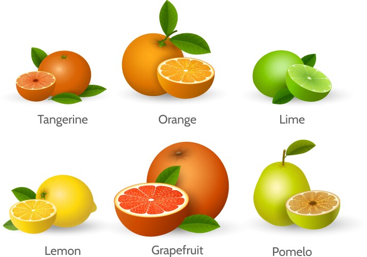 Citrus Vector Images (over 95,000)