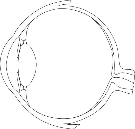 Eye Structure Vector Images (over 4,500)