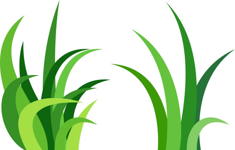 Single Dewy Green Grass Blade – Royalty-Free Vector | VectorStock