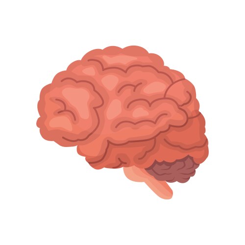 Brain Front View Vector Images (over 370)