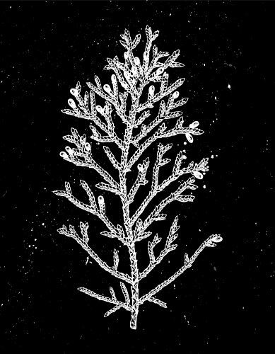 Cypress Vector Images (over 4,600)