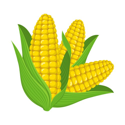 Corn Royalty Free Vector Image - VectorStock