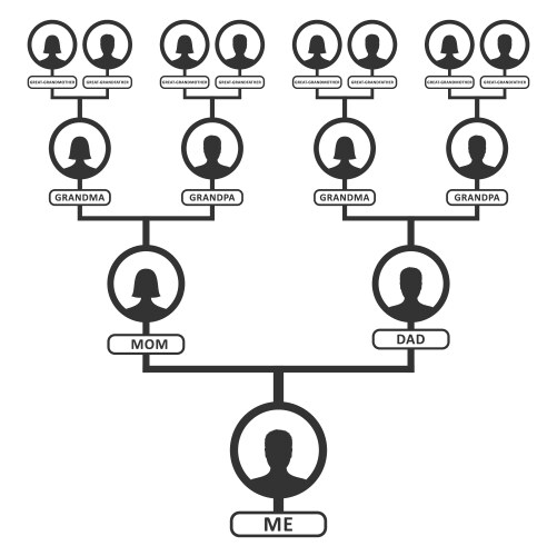 Family tree chart thin line style Royalty Free Vector Image