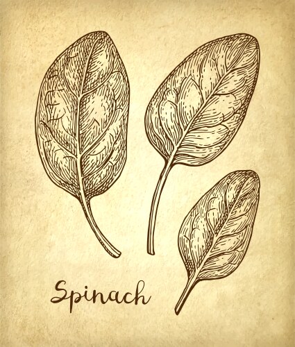 Spinach Vector Images (over 10,000)