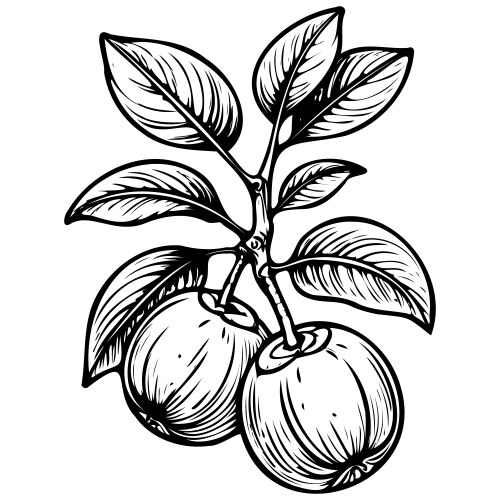 Coco plum engraving drawing of fruit monochrome Vector Image