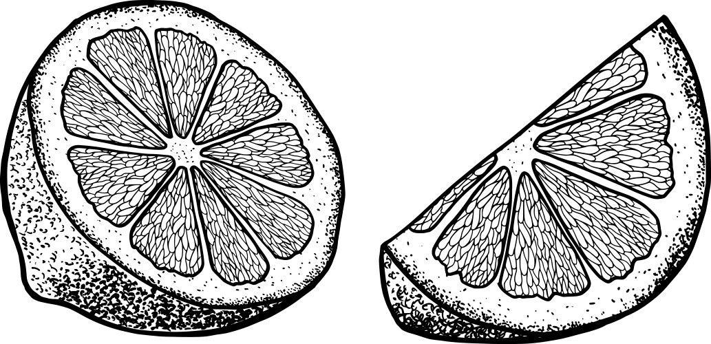 Lime Tree Vector Images (over 11,000)