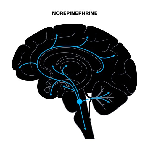 Norepinephrine Vector Images (over 240)