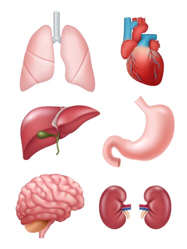 Human body and organs systems infographic Vector Image