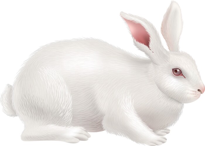 Rabbit Side View Vector Images (over 240)