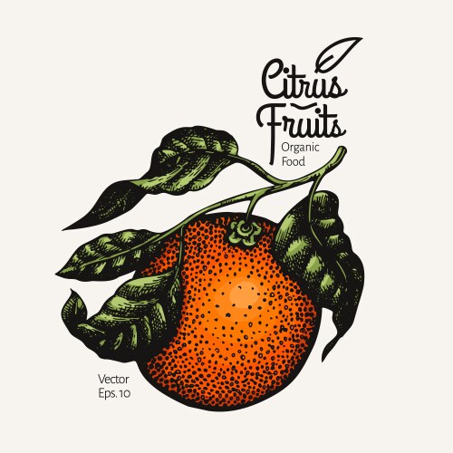 Bergamot engraved sketch ink hand drawn Royalty Free Vector