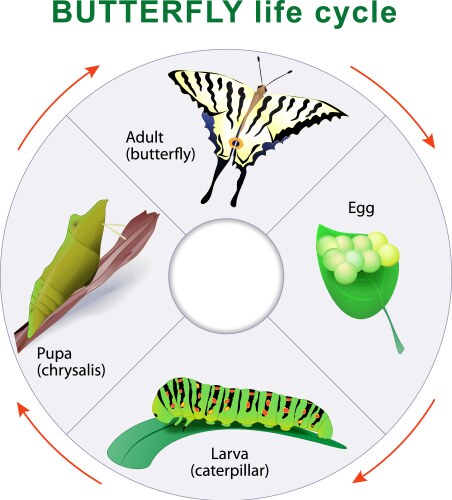Butterfly life cycle Vector Images & Graphics for Commercial Use ...