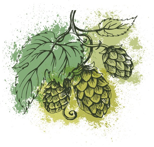Hops Vector Images (over 51,000)