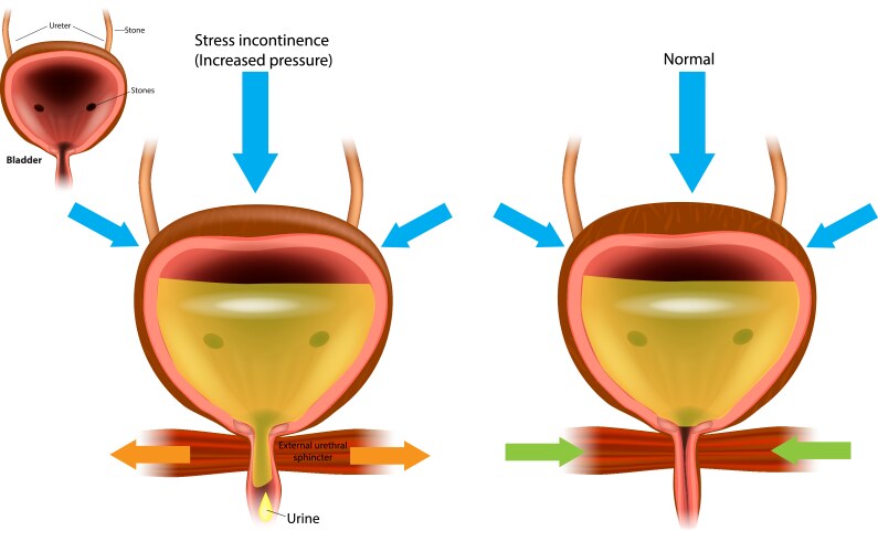 Anatomical structure of the urinary bladder Vector Image