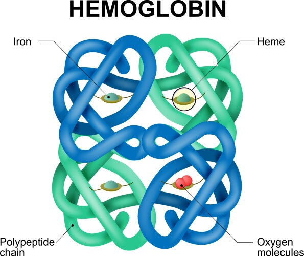 Hemoglobin Structure Diagram Royalty Free Vector Vectorstock