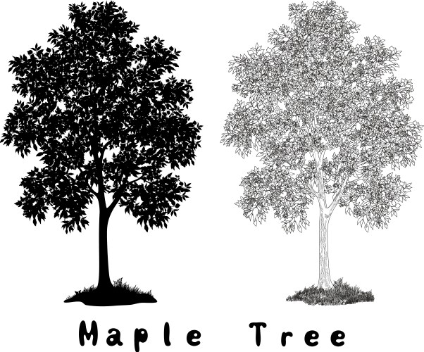Maple tree silhouette Royalty Free Vector Image