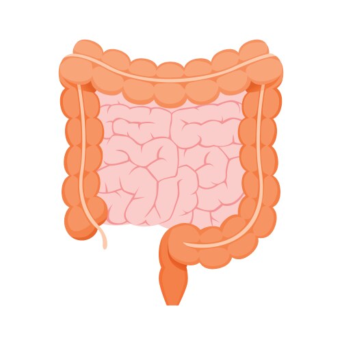 Small intestine Royalty Free Vector Image - VectorStock