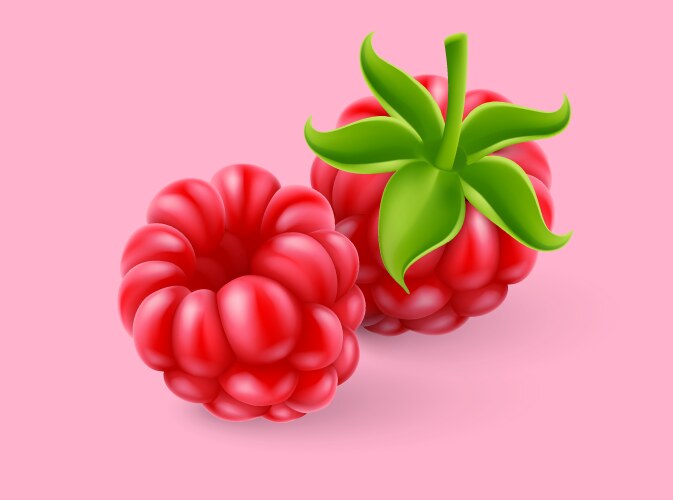 Fresh raspberry cartoon Royalty Free Vector Image