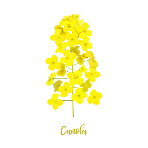 Oilseed Rape Vector Images (over 150)
