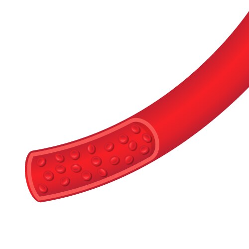 Blood vessels anatomy infographics scheme Vector Image