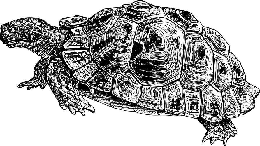 Tortoise Outline Vector Images (over 3,000)