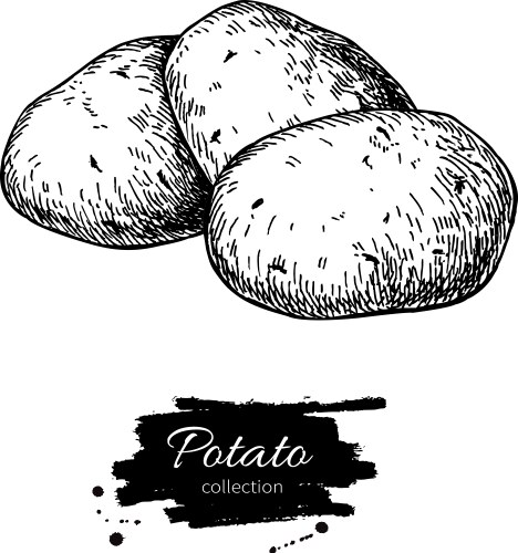 Potato drawing isolated hand drawn Royalty Free Vector Image