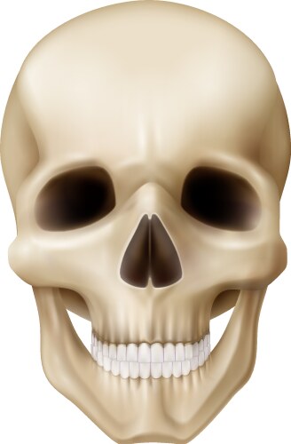 Realistic Human Vector Images (over 15,000)