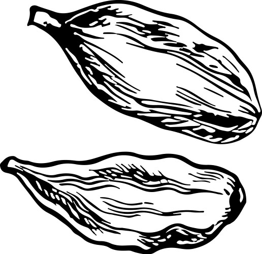 Cardamom Vector Images (over 3,400)