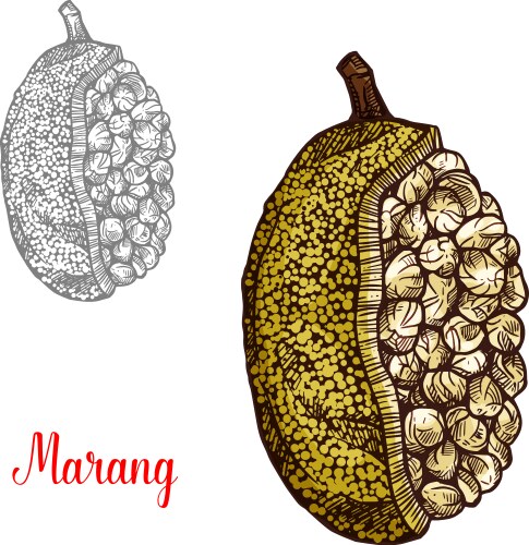 Marang Fruit Icon Vector Images (28)