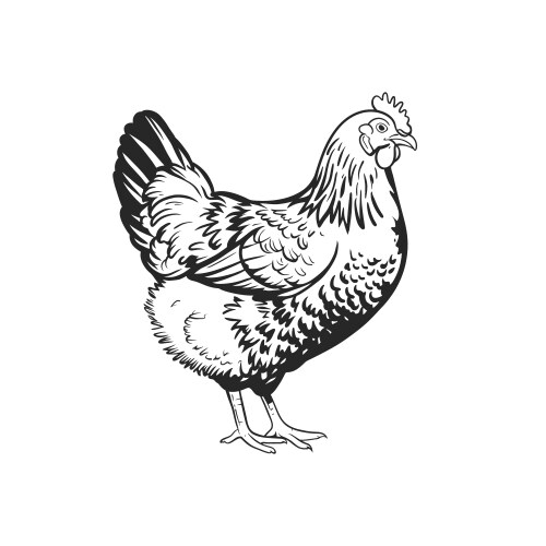 Chicken Clipart Black and White Vector Images (over 740)