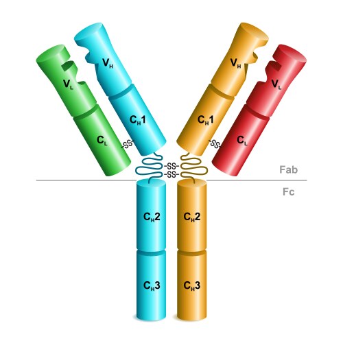 Structure of the antibody molecule ige Royalty Free Vector