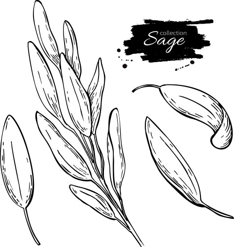 Sage drawing set isolated plant Royalty Free Vector Image