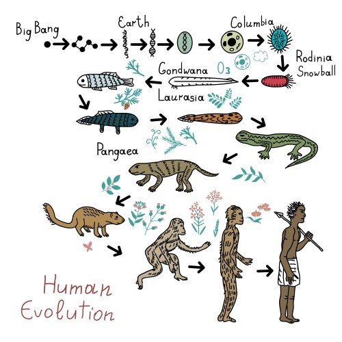Evolution Fish Vector Images (over 620)