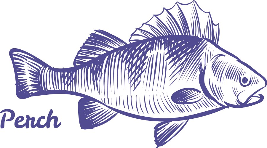 Perch Royalty Free Vector Image - VectorStock