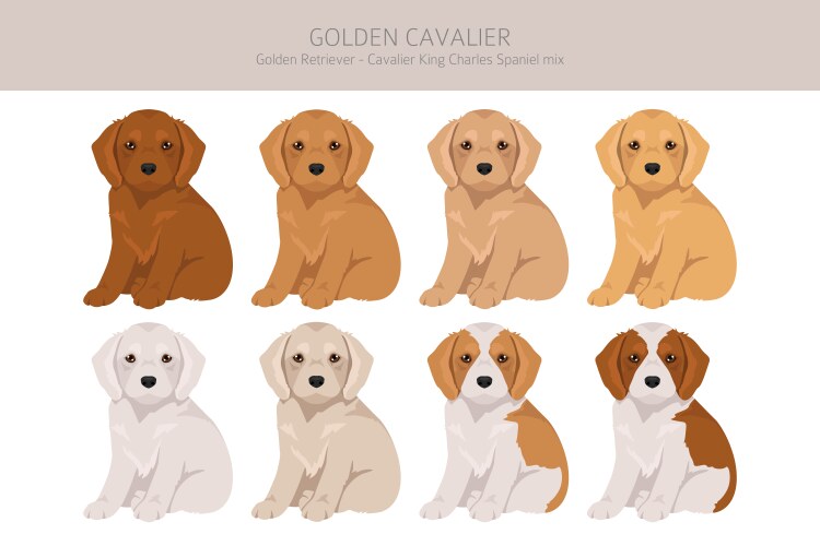 Golden cavalier clipart retriever Royalty Free Vector Image