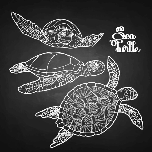 Hawksbill sea turtle collection Royalty Free Vector Image