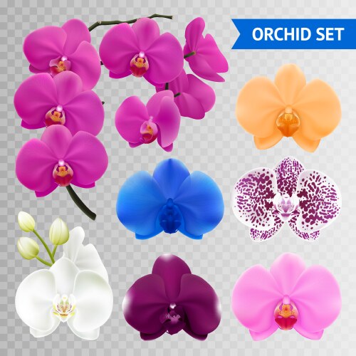 Orchid flowers realistic colorful set Royalty Free Vector
