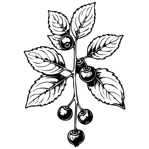 Plant Huckleberry Drawing Vector Images (over 280)