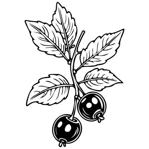 Engrave red huckleberry drawing outline cartoon Vector Image