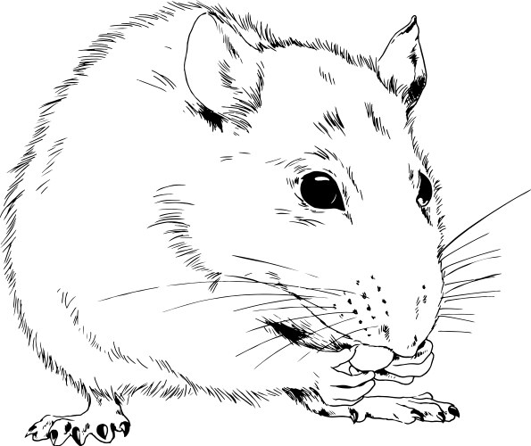 Rat Outline Vector Images (over 5,700)