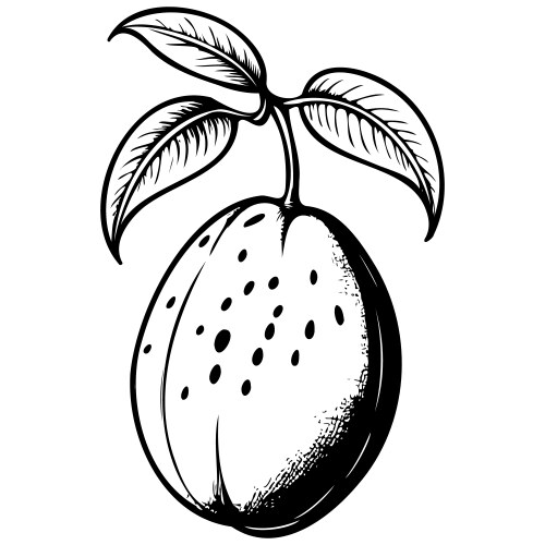 African mango monochrome hand drawn fruit Vector Image