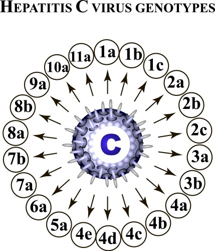 Hepatitis C Vector Images within Science (over 110)