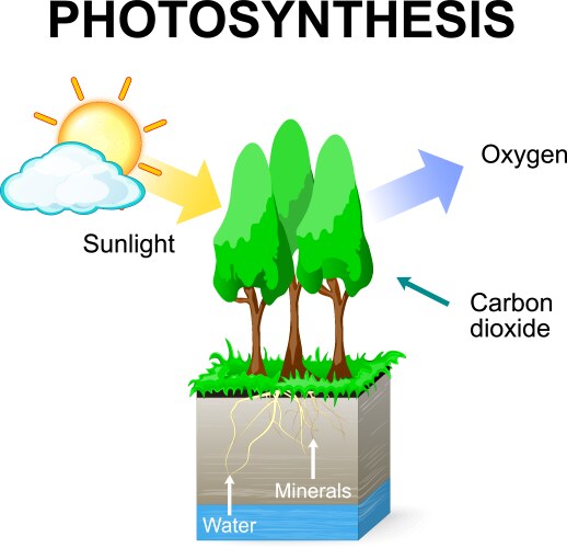 Photosynthesis Process Diagram – Royalty-Free Vector | VectorStock