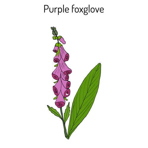 Foxglove Vector Images (over 400)