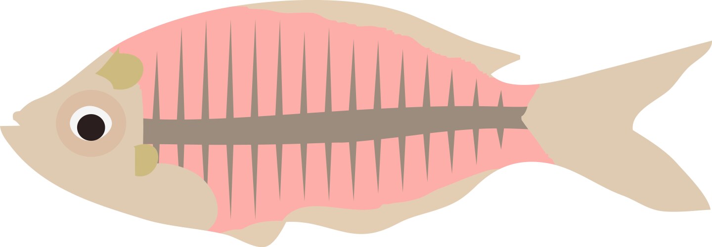 X-Ray Fish Vector Images (over 280)