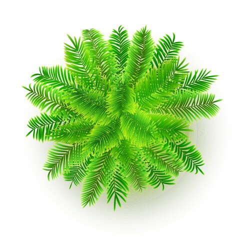 Palm tree plan view Vector Images & Graphics for Commercial Use ...