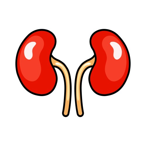 Kidney Drawing Color Vector Images (over 210)