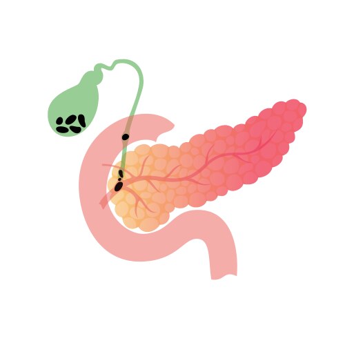Pancreas isolated icon internal organ digestive Vector Image