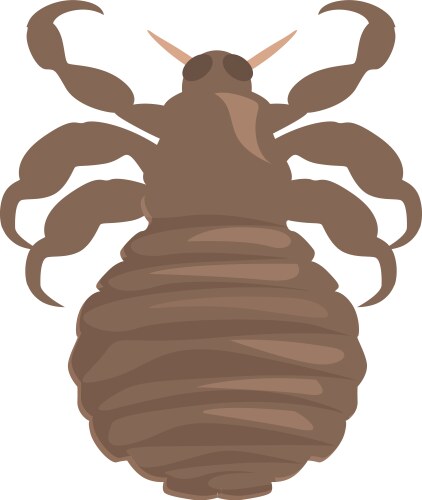 Louse insect spreading infection through Vector Image